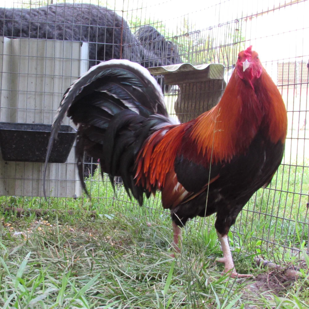 Lacy Roundhead | Pinnon Hatch Farms