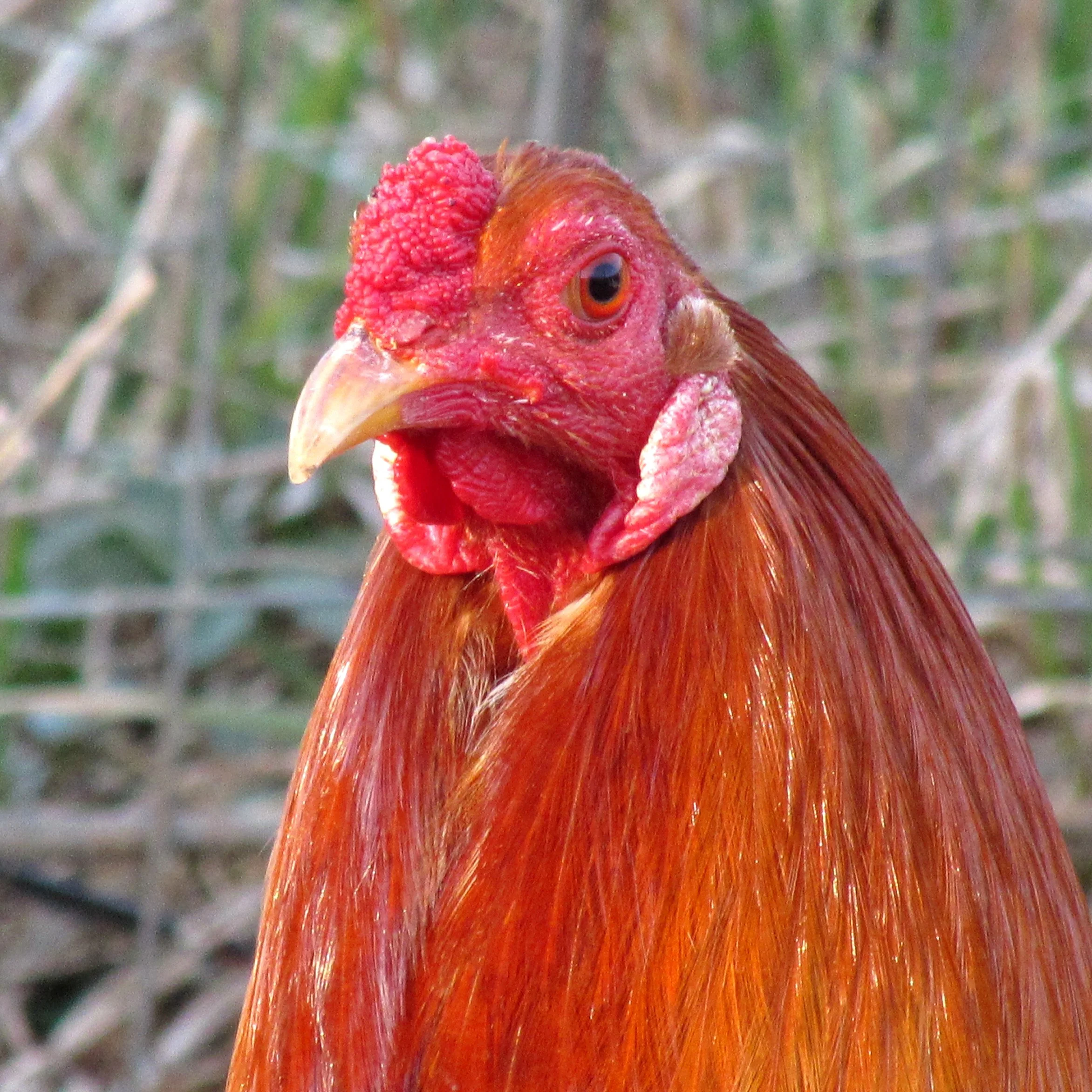 Yellow Leg Pea Comb Hatch | Pinnon Hatch Farms