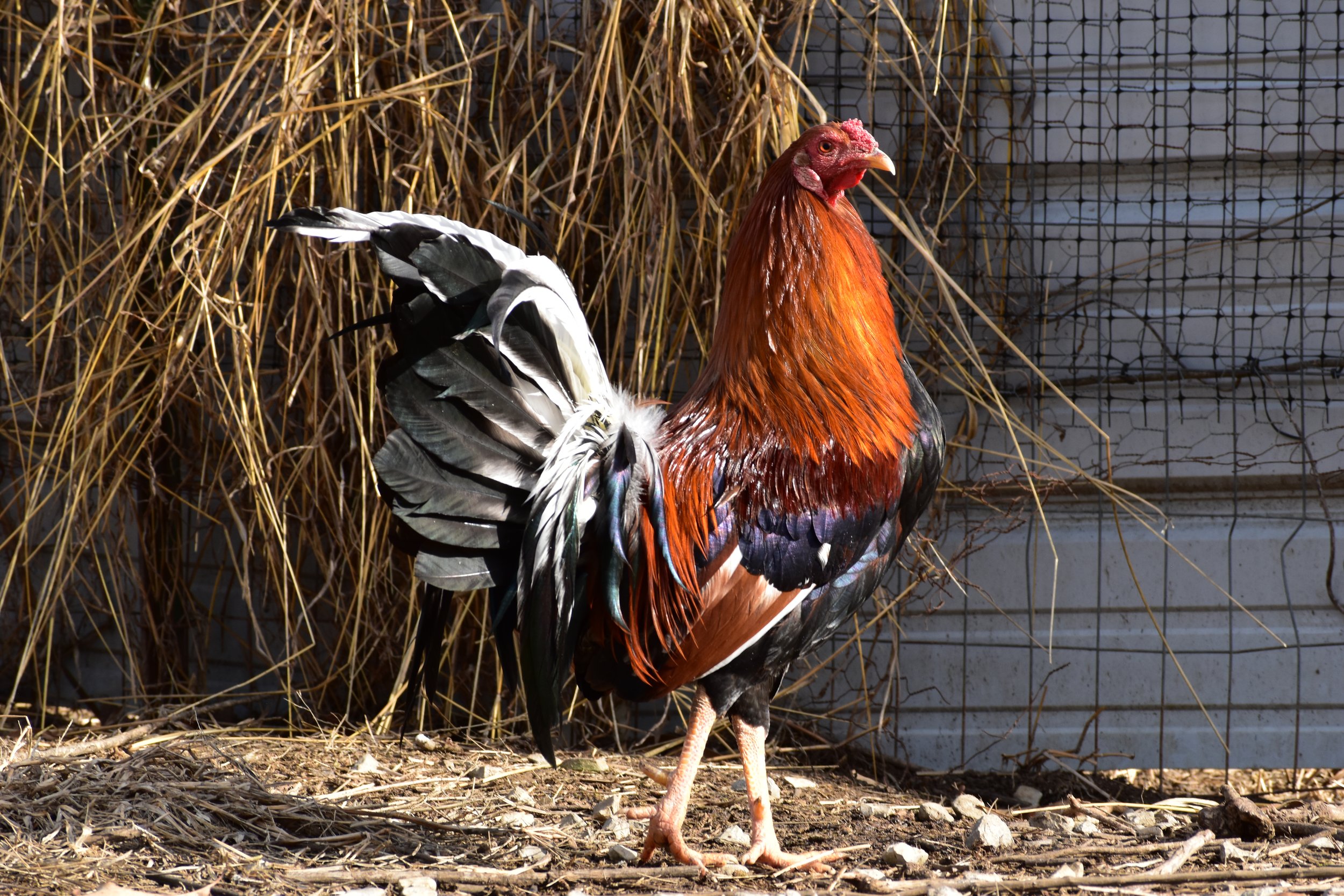 Yellow Leg Pea Comb Hatch | Pinnon Hatch Farms