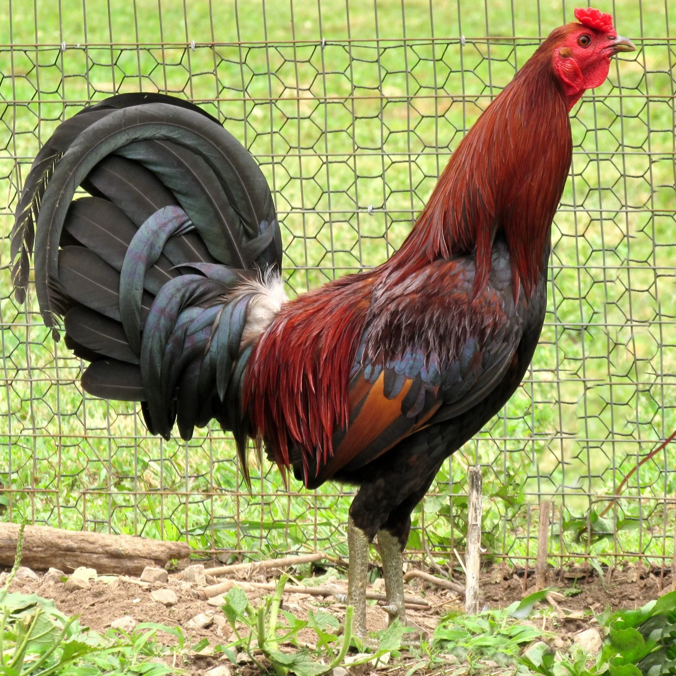 Rat Graves Leiper Day Old Chicks | Pinnon Hatch Farms Chicks | Herman ...