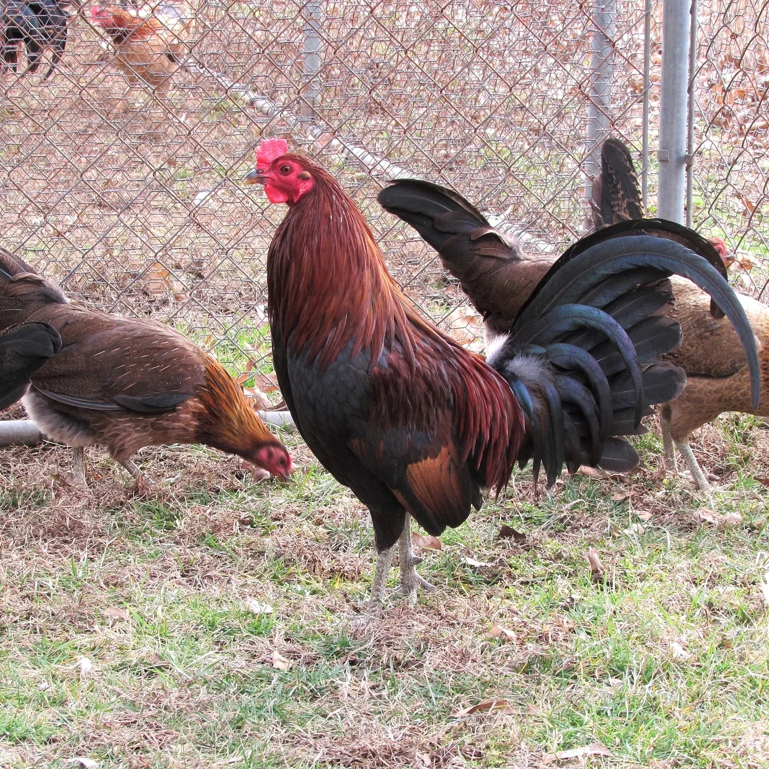 Rat Graves Leiper | Pinnon Hatch Farms