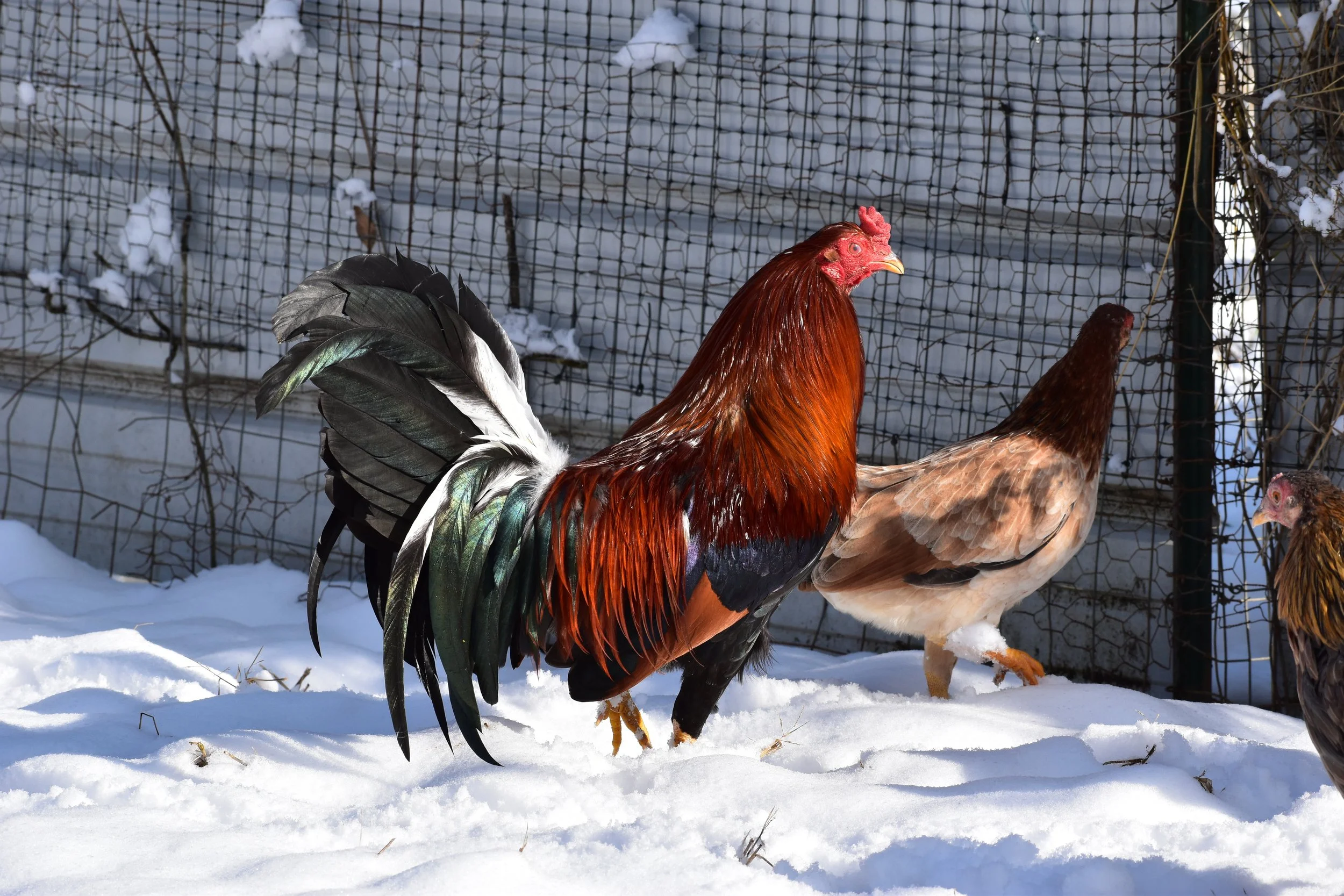 Yellow Leg Pea Comb Hatch | Pinnon Hatch Farms