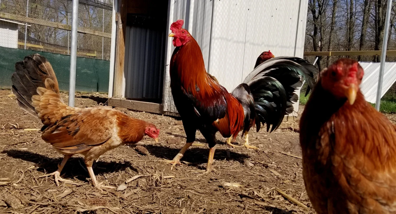 Reb Williams Albany | Pinnon Hatch Farms