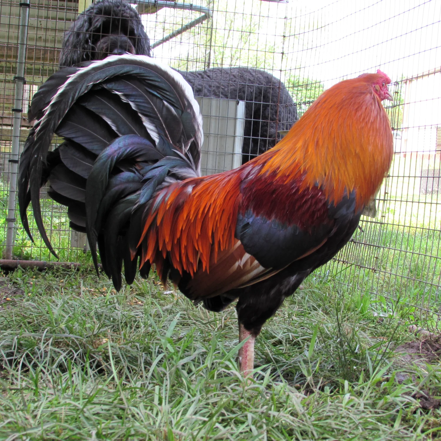 Lacy Roundhead | Pinnon Hatch Farms
