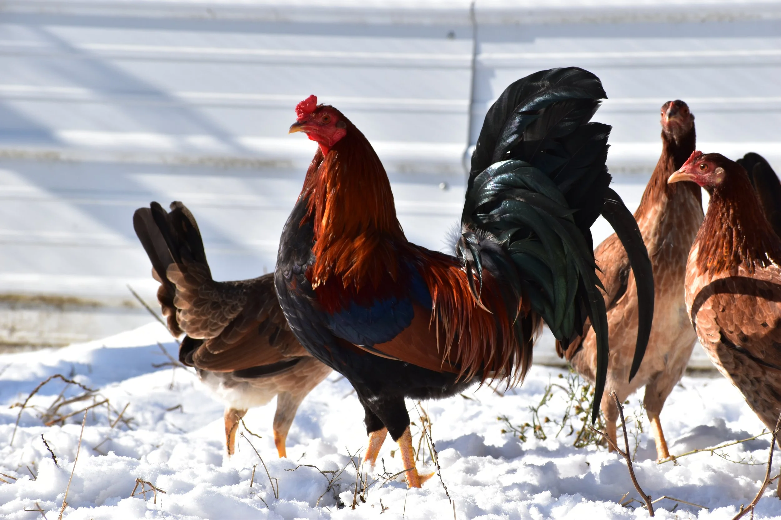 Yellow Leg Pea Comb Hatch | Pinnon Hatch Farms