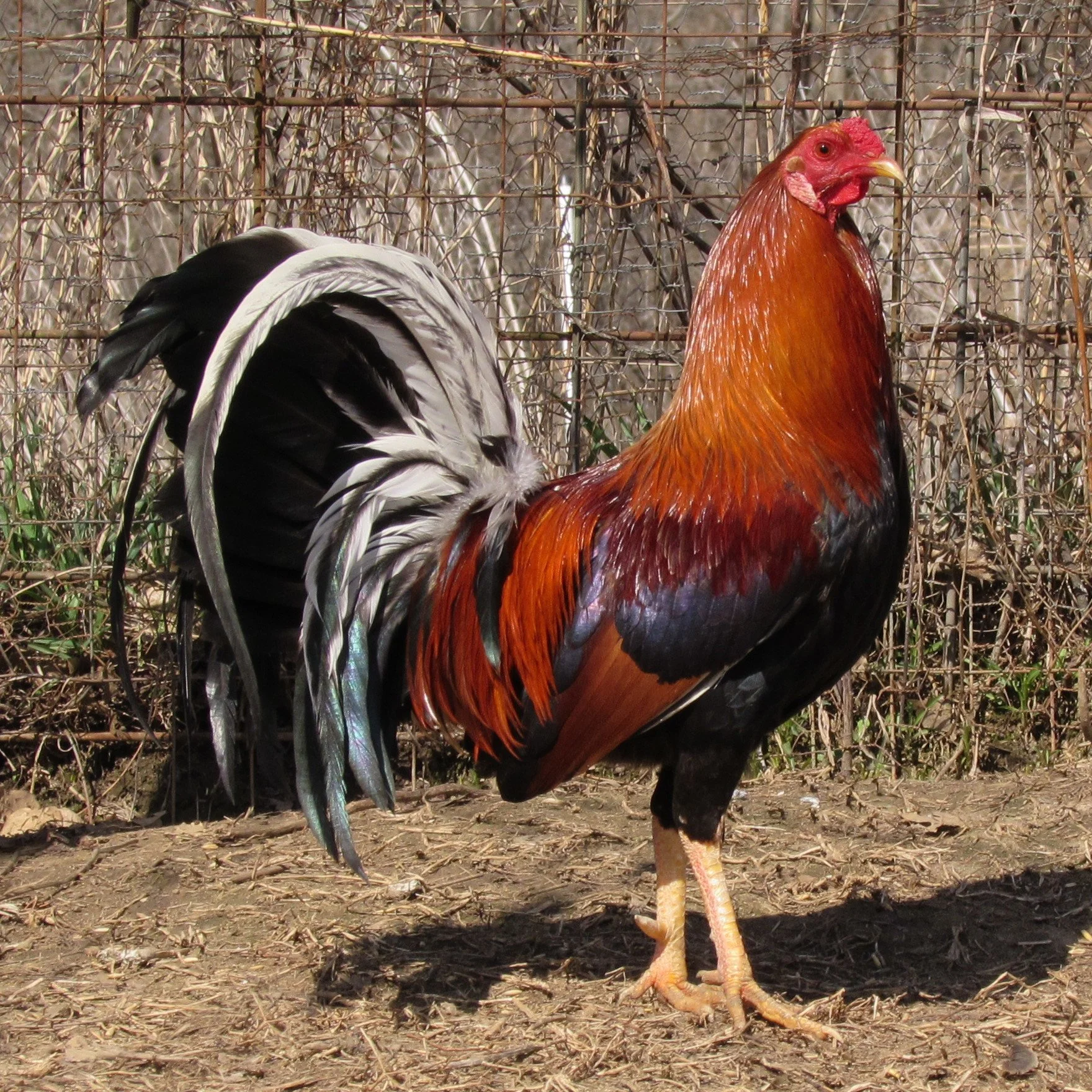 Yellow Leg Pea Comb Hatch | Pinnon Hatch Farms