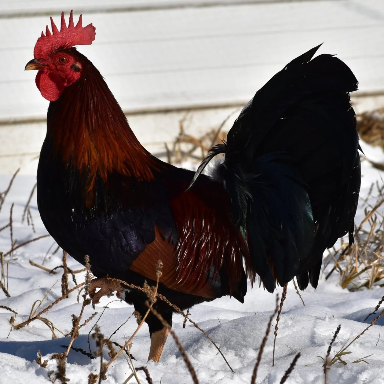 Birds For Sale | Breeds From Pinnon Hatch Farms | Yellow Leg Hatch ...