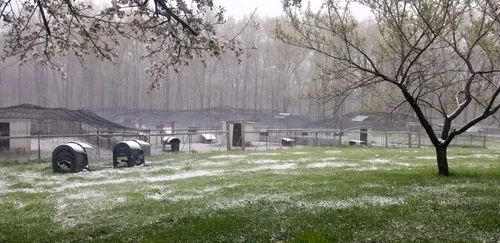 Madigin Claret | Pinnon Hatch Farms