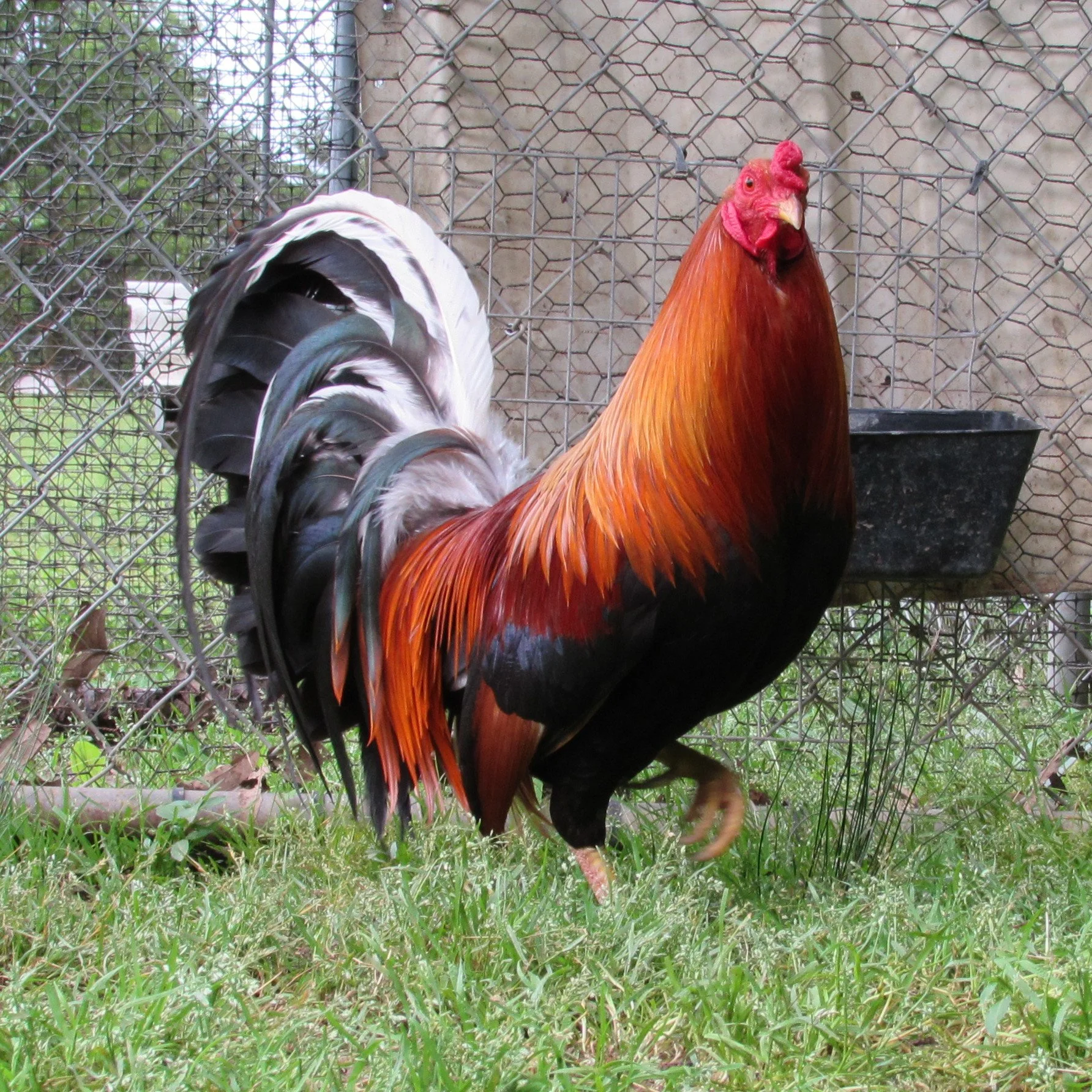 Yellow Leg Pea Comb Hatch | Pinnon Hatch Farms