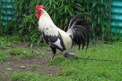 Regular Grey | Pinnon Hatch Farms