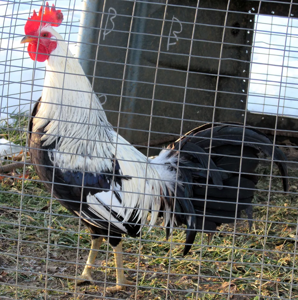 Regular Grey | Pinnon Hatch Farms