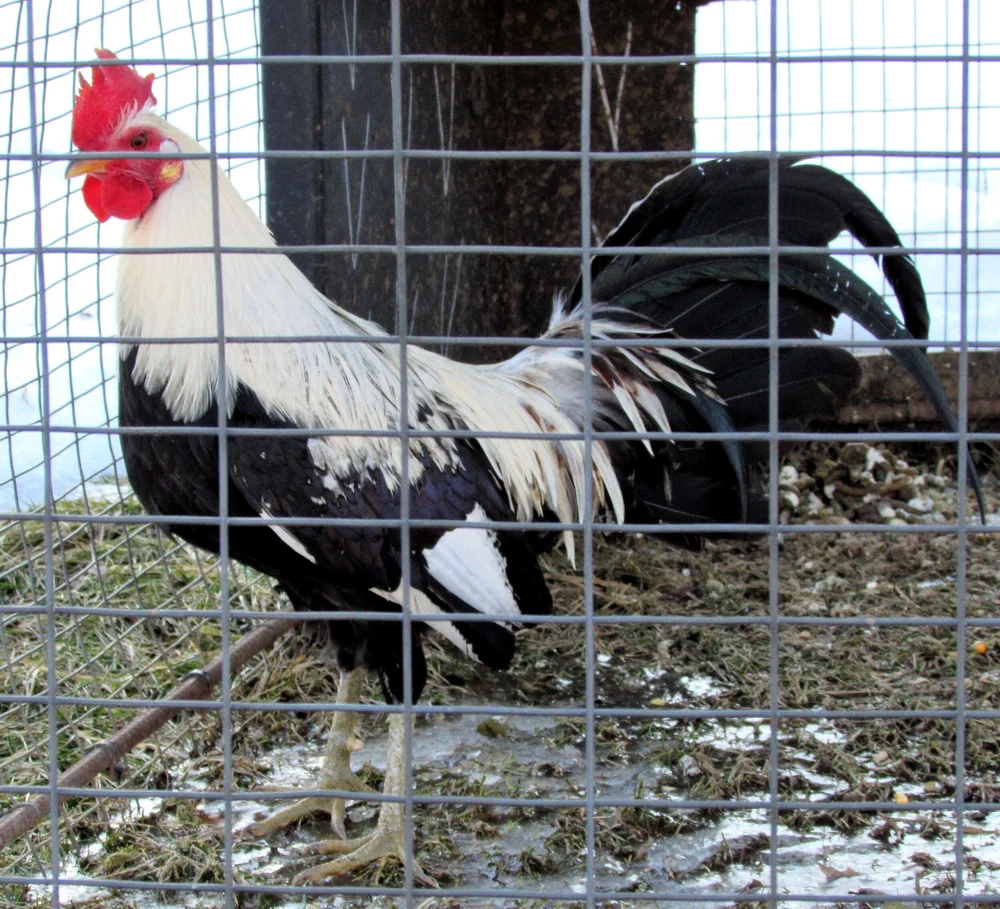 Regular Grey | Pinnon Hatch Farms