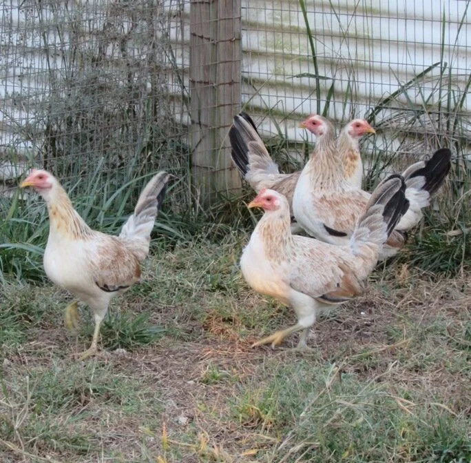 Regular Grey | Pinnon Hatch Farms