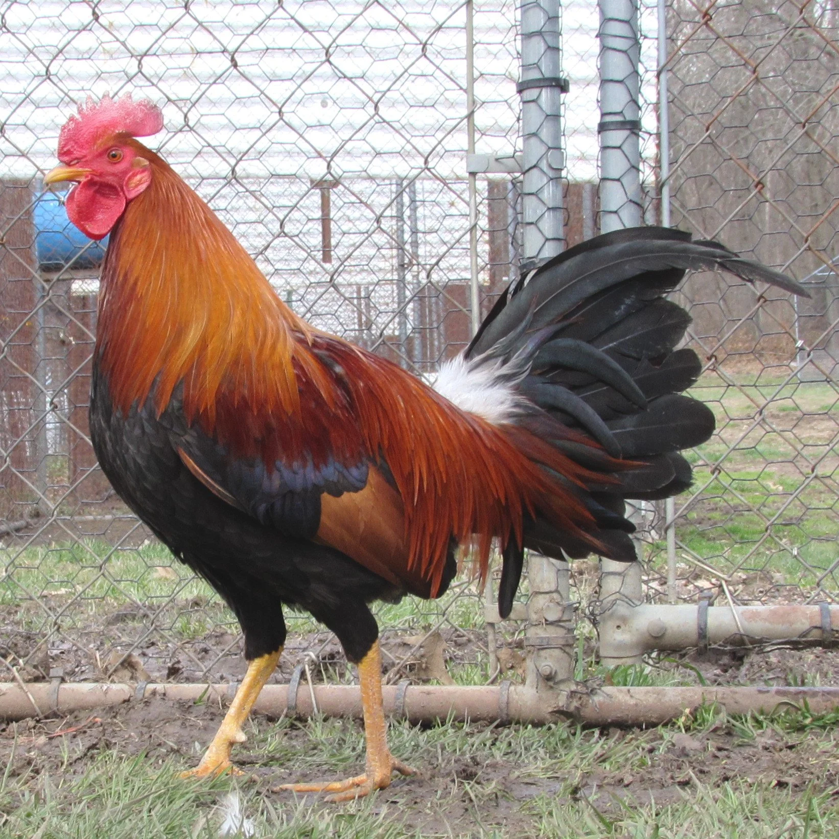 Radio Stags & Pullets | Pinnon Hatch Farms