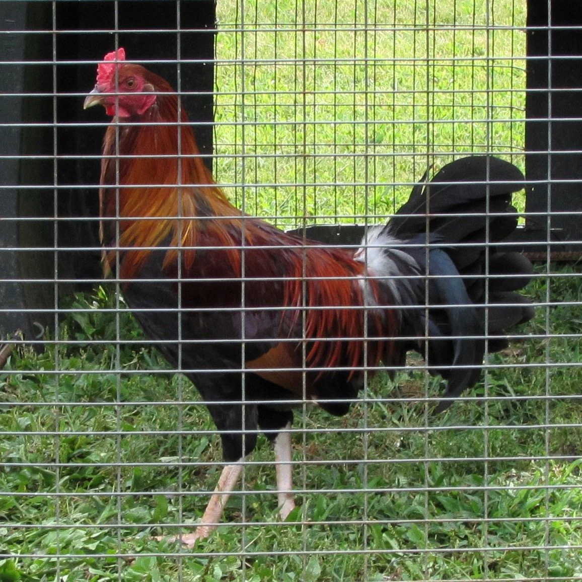 Birds for Sale — Your One Stop Poultry Supply Shop! | Pinnon Hatch Farms