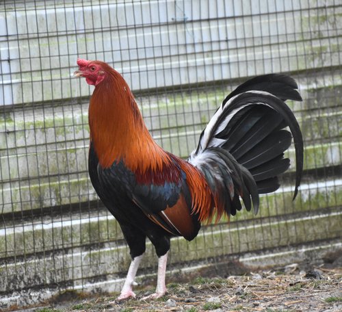 Lacy Roundhead | Pinnon Hatch Farms