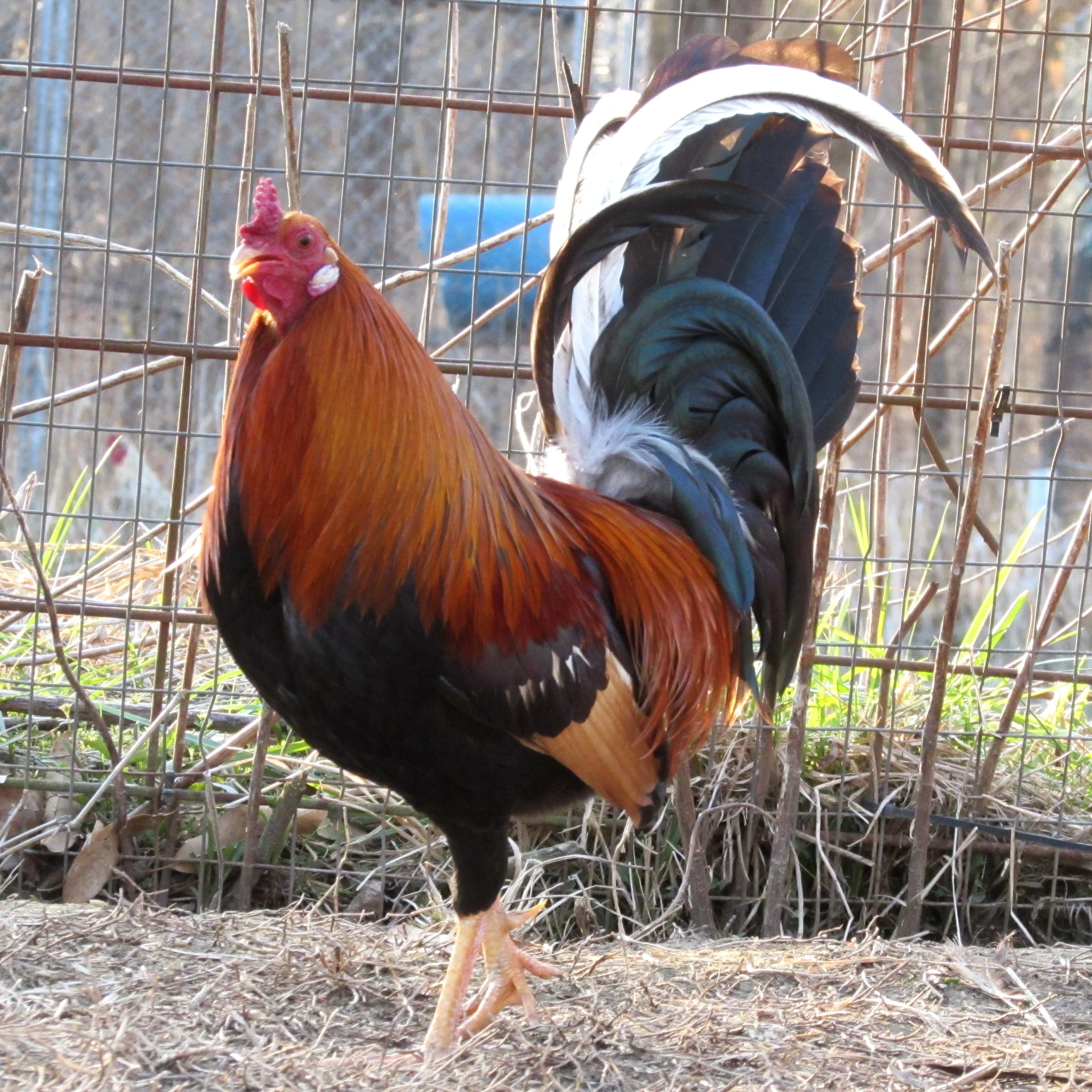 Yellow Leg Pea Comb Hatch | Pinnon Hatch Farms