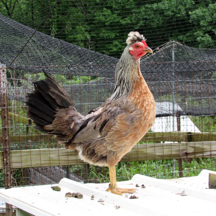 Ginn Grey Toppy | Pinnon Hatch Farms