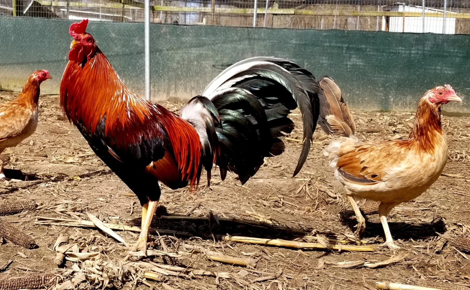 Reb Williams Albany | Pinnon Hatch Farms