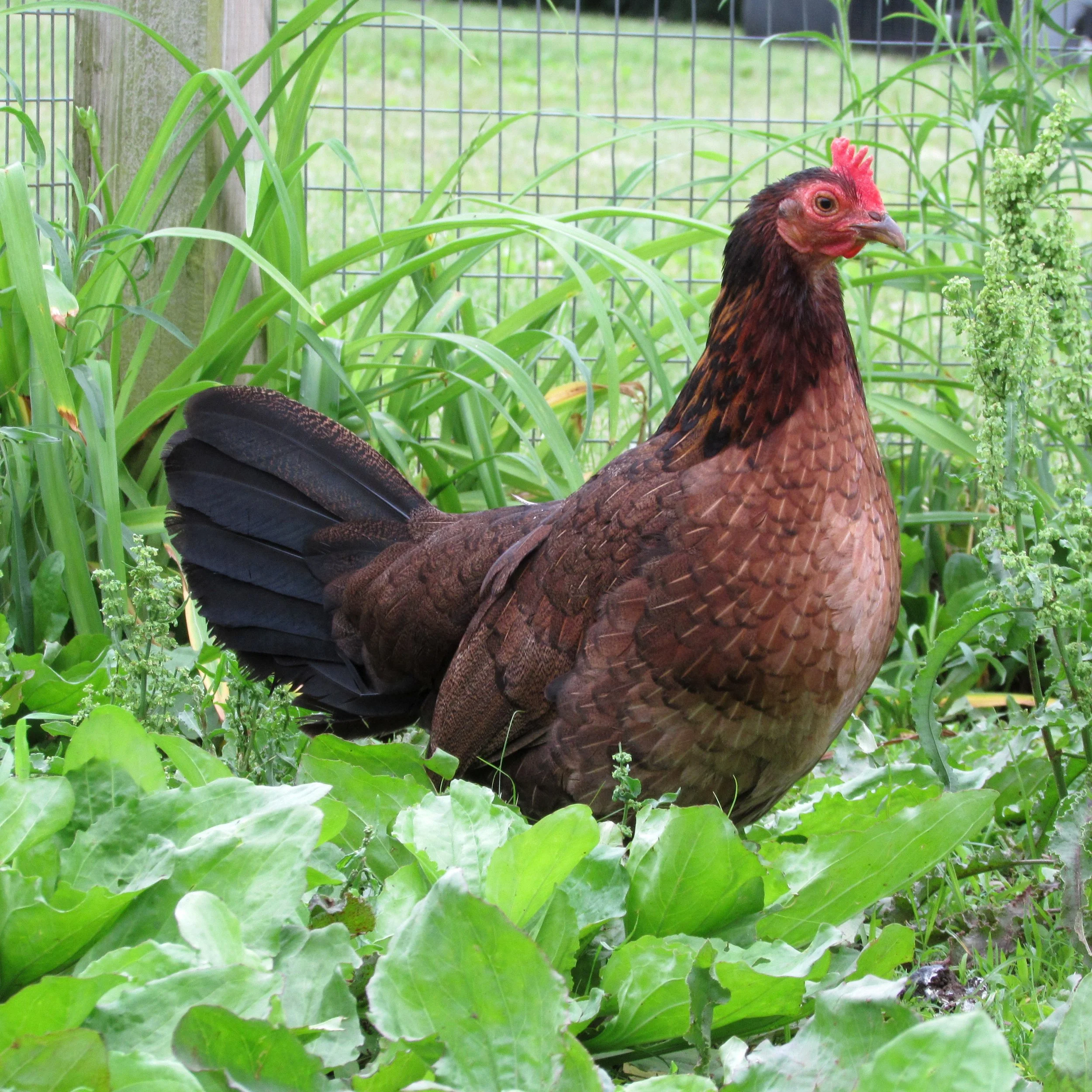 Madigin Claret | Pinnon Hatch Farms