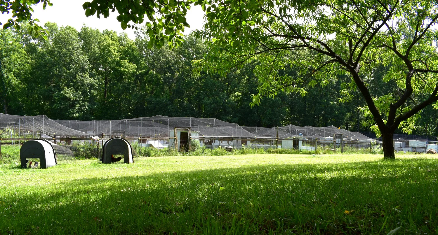 Chicken Run Pens — Your One Stop Poultry Supply Shop! | Pinnon Hatch Farms