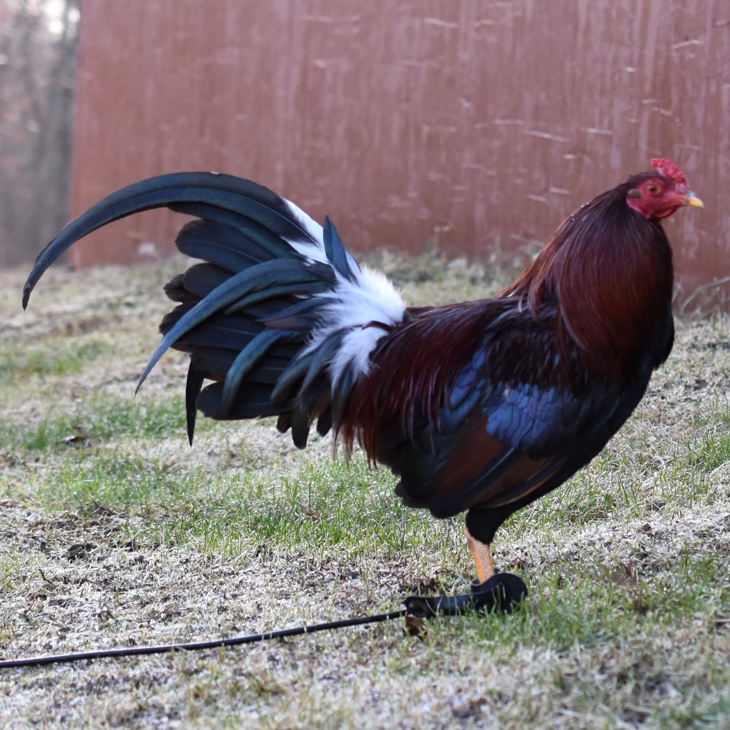 Your One Stop Poultry Supply Shop! | Pinnon Hatch Farms