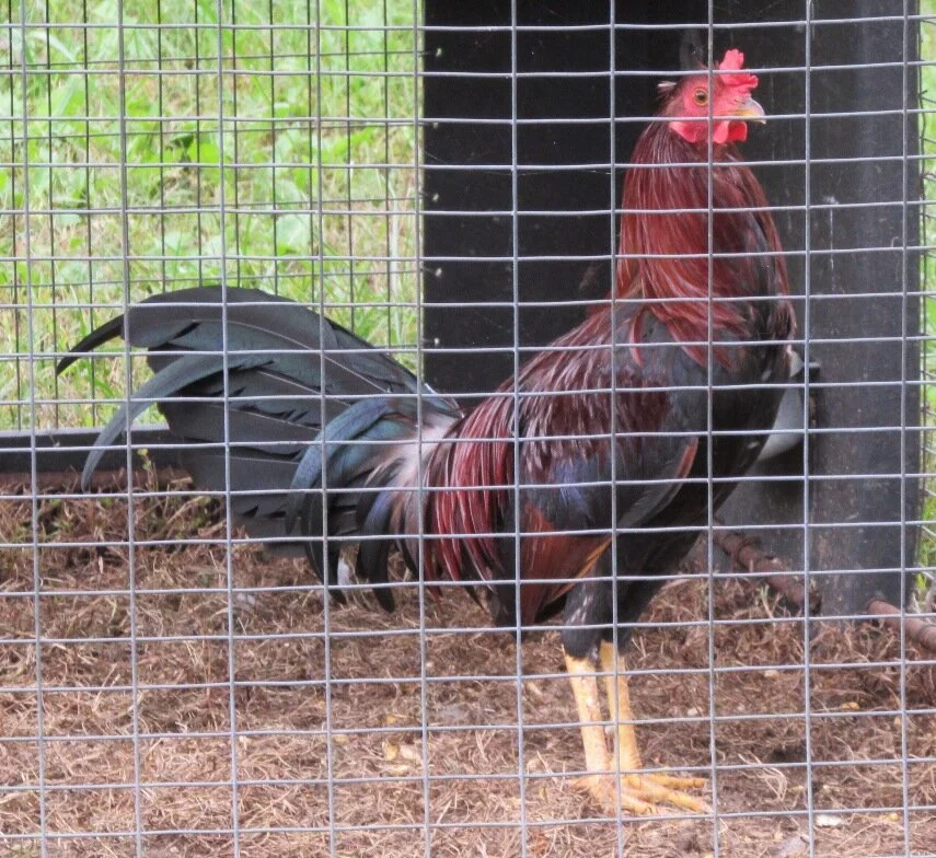 Reb Williams Albany | Pinnon Hatch Farms