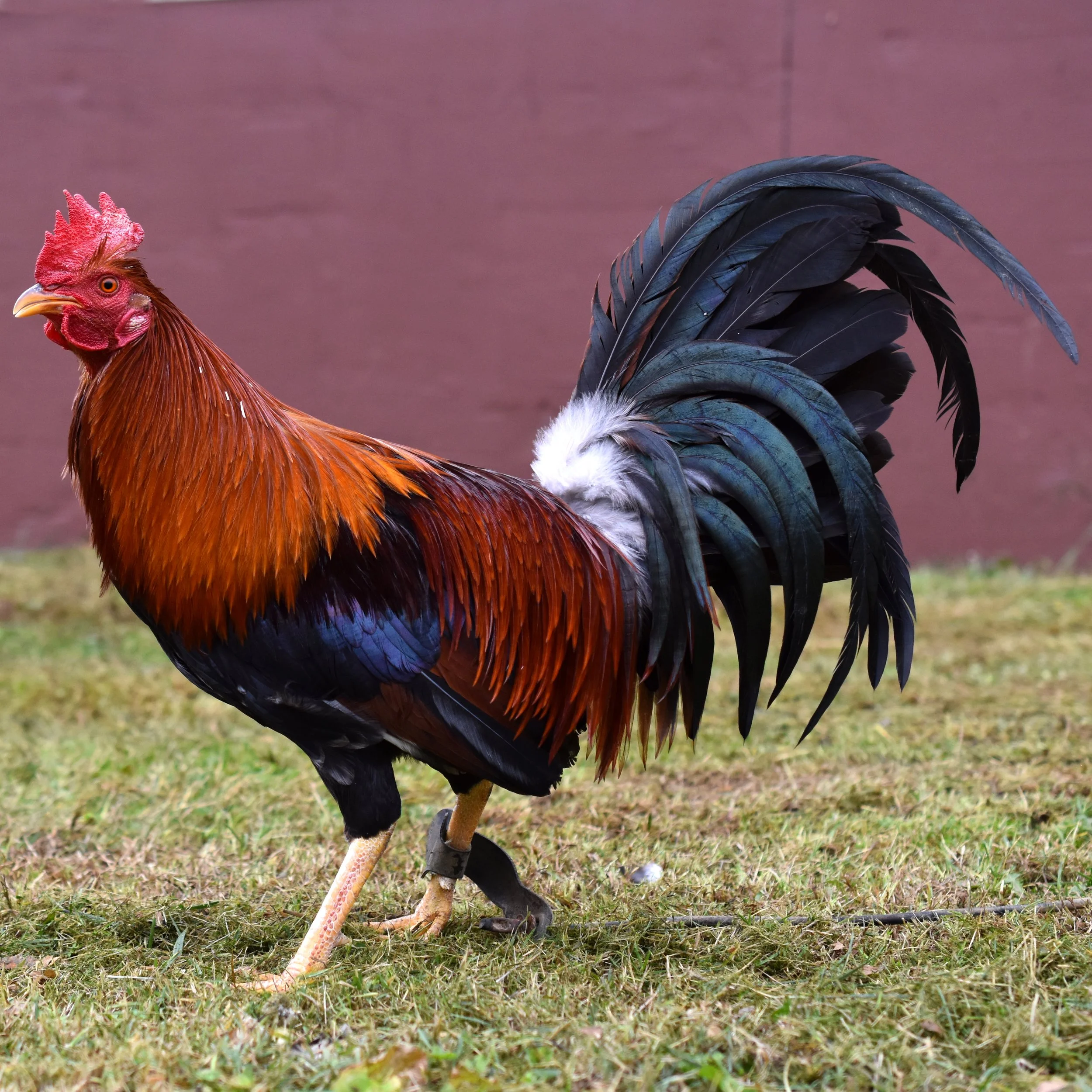 Rat Graves Leiper Pullet | Your One Stop Poultry Supply Shop!