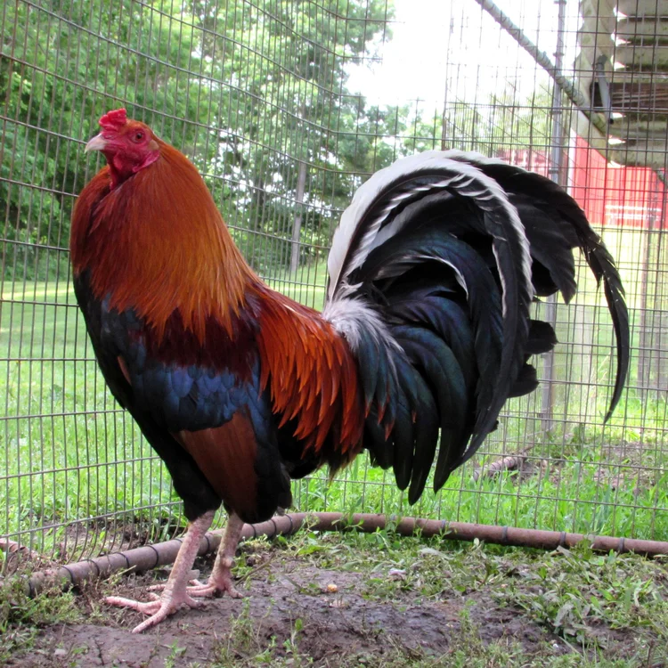 Lacy Roundhead | Pinnon Hatch Farms