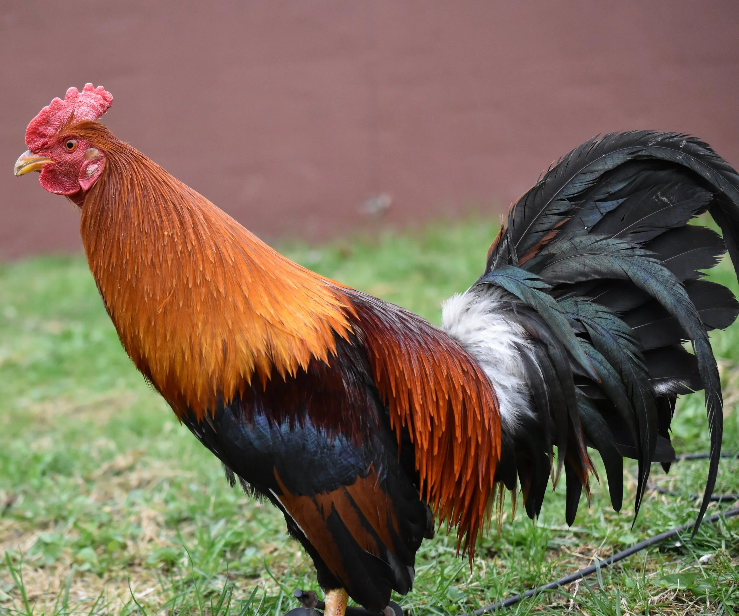 Rat Graves Leiper Pullet | Your One Stop Poultry Supply Shop!