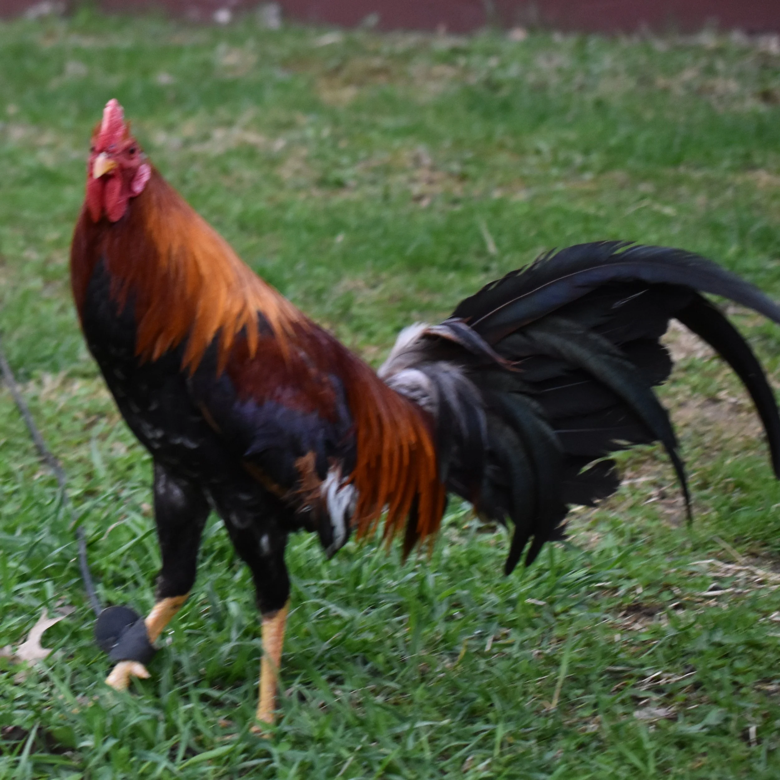 Rat Graves Leiper Pullet | Your One Stop Poultry Supply Shop!