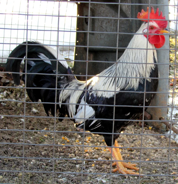 Ginn Grey Toppy | Pinnon Hatch Farms