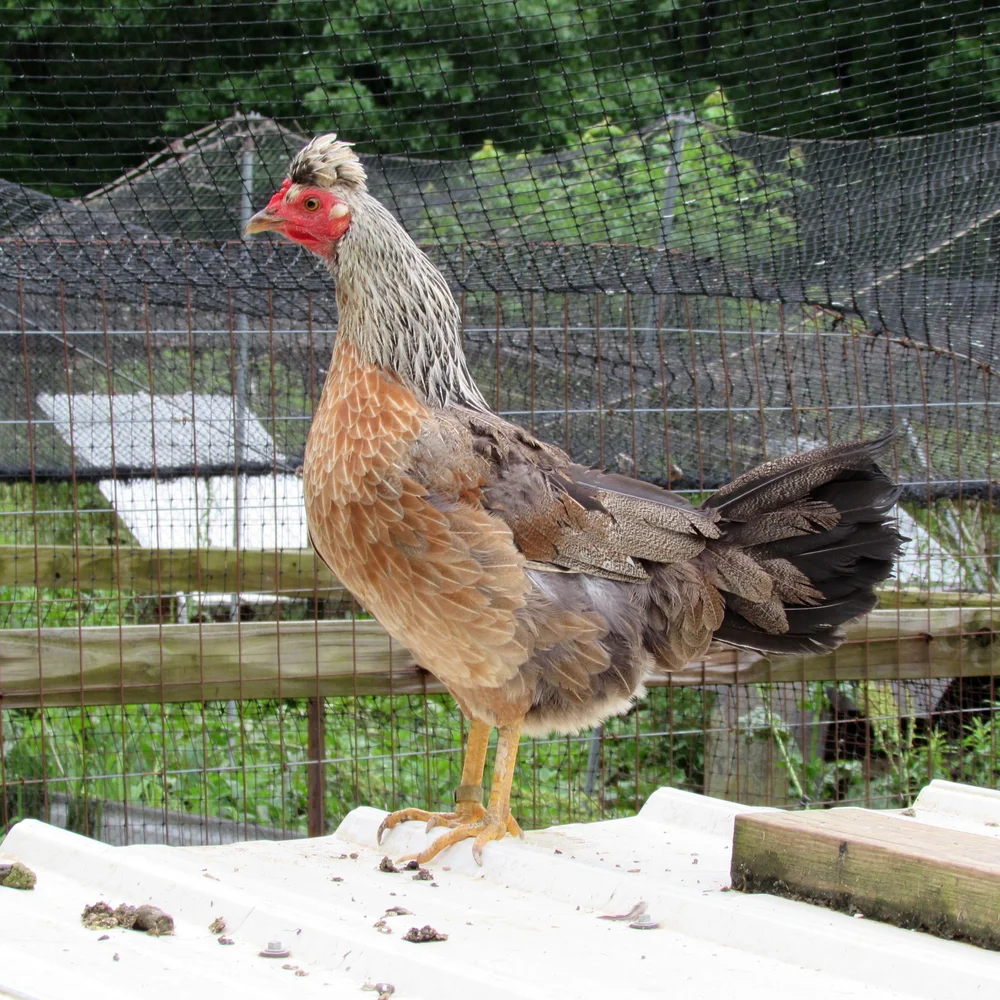 Ginn Grey Toppy | Pinnon Hatch Farms