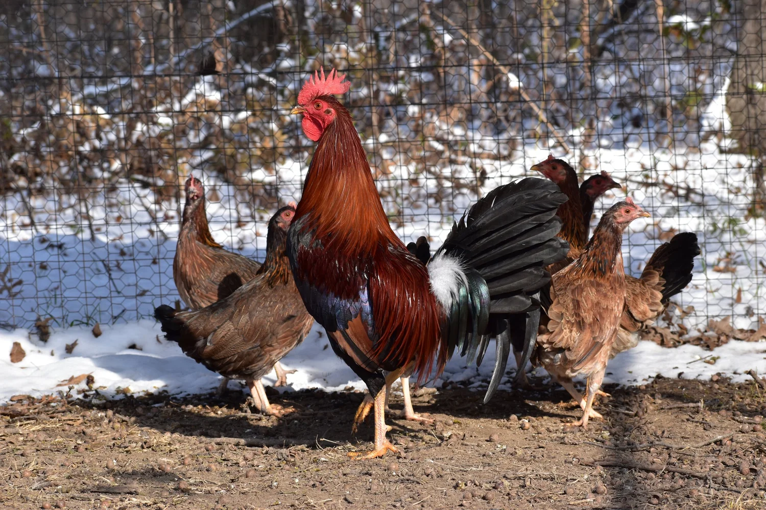 Madigin Claret | Pinnon Hatch Farms