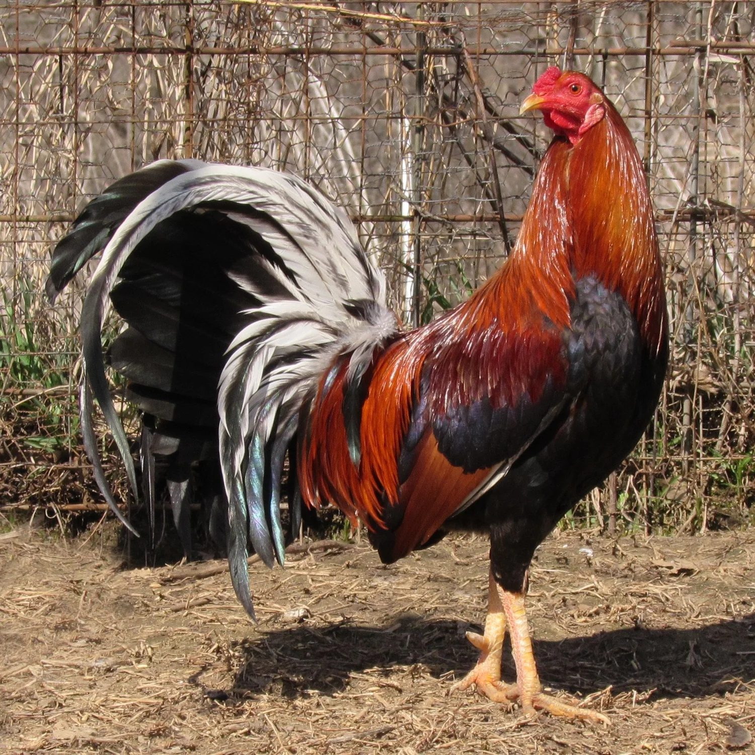 Yellow Leg Pea Comb Hatch | Pinnon Hatch Farms