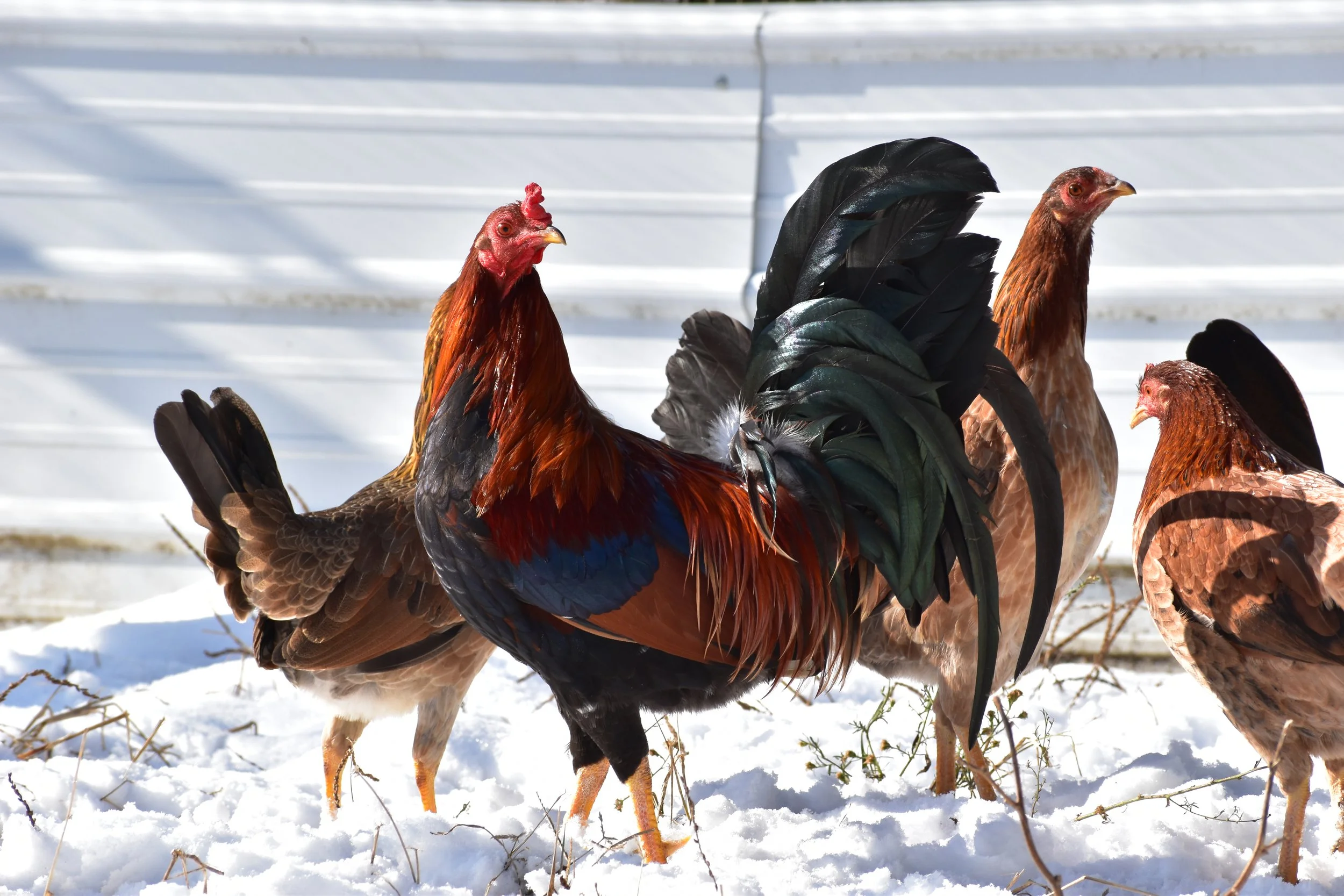 Yellow Leg Pea Comb Hatch | Pinnon Hatch Farms