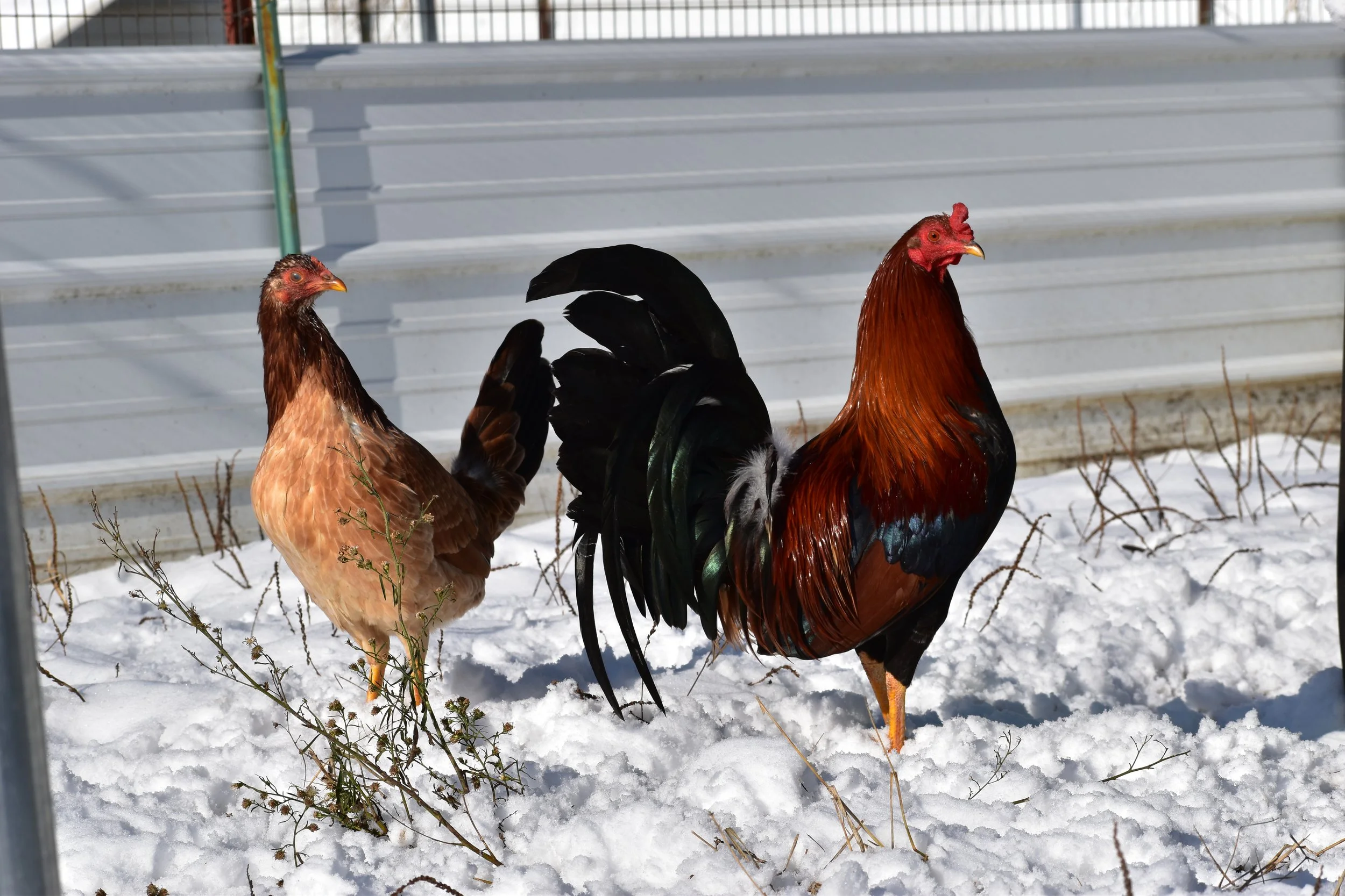 Yellow Leg Pea Comb Hatch | Pinnon Hatch Farms
