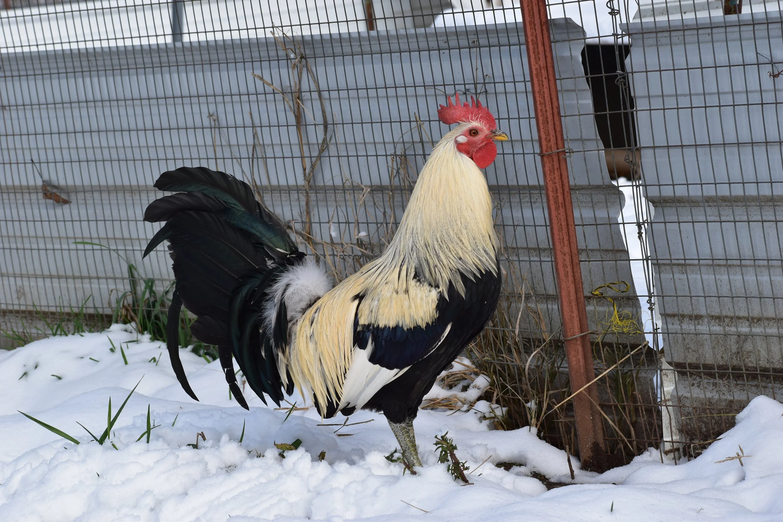 Regular Grey | Pinnon Hatch Farms