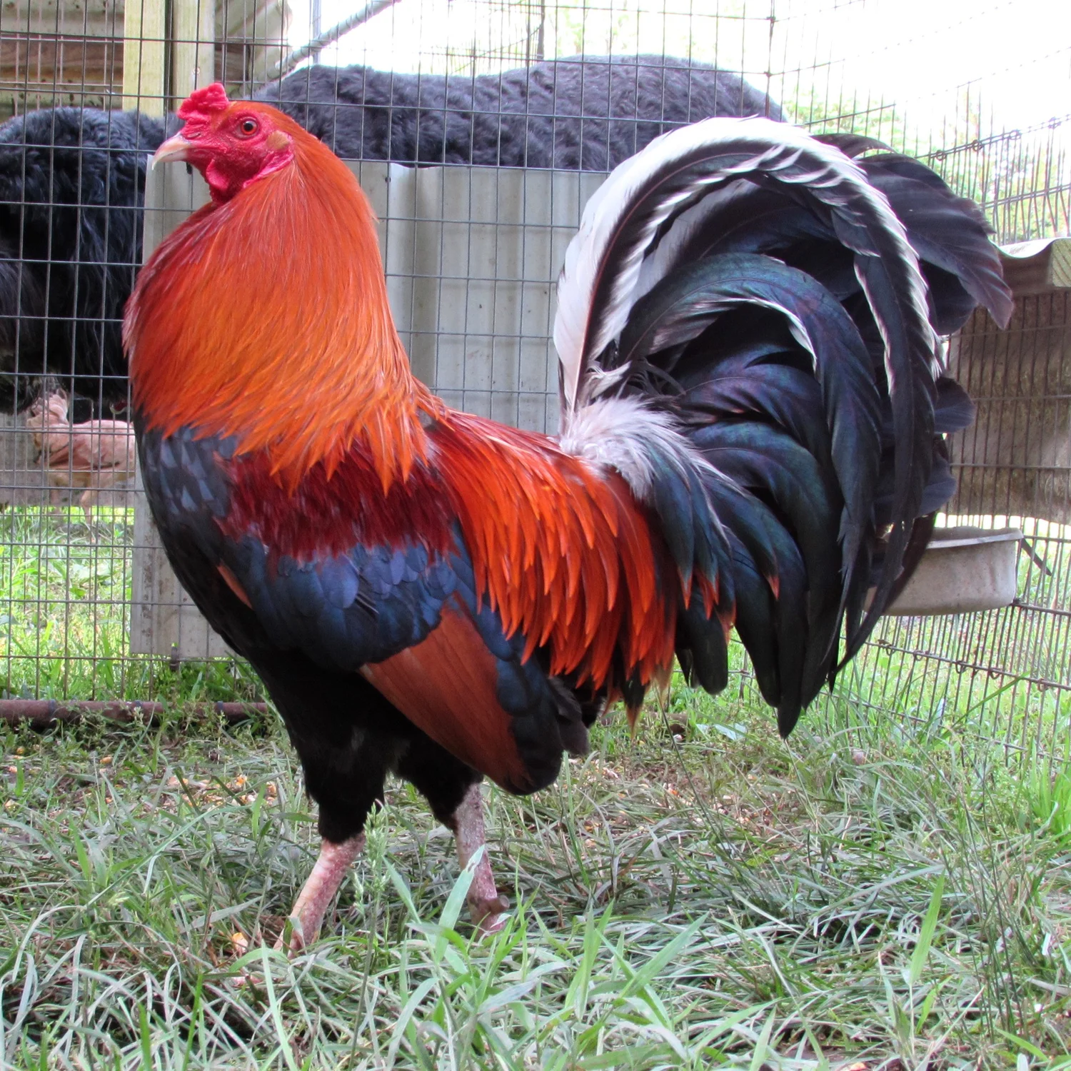 Lacy Roundhead | Pinnon Hatch Farms