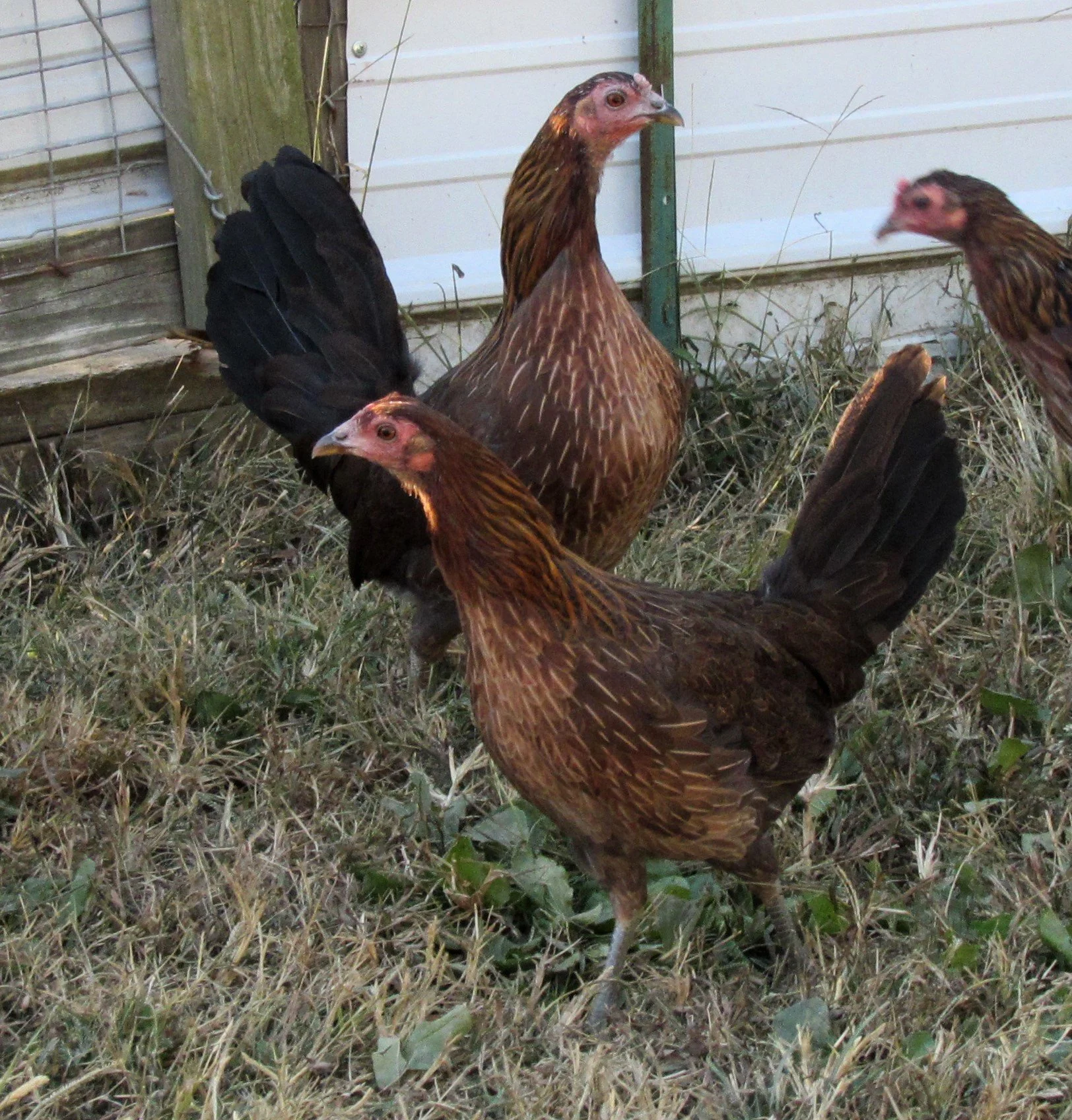 Birds for Sale — Your One Stop Poultry Supply Shop! | Pinnon Hatch Farms