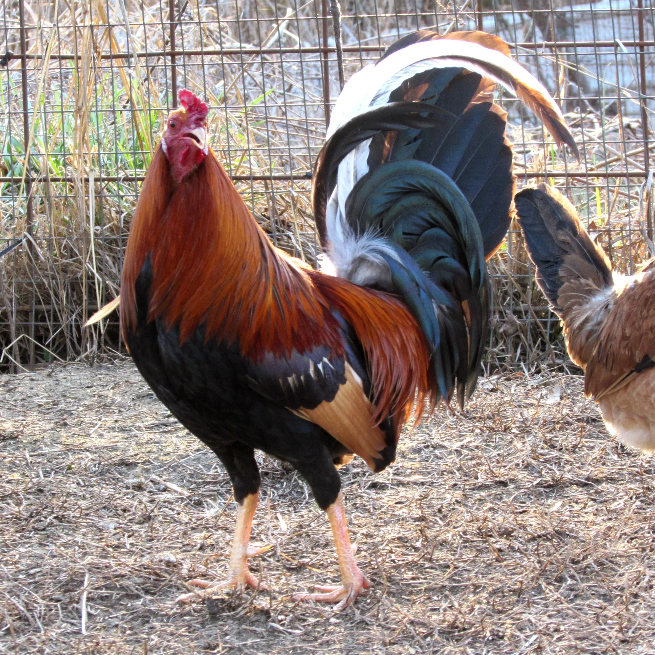 Yellow Leg Pea Comb Hatch | Pinnon Hatch Farms