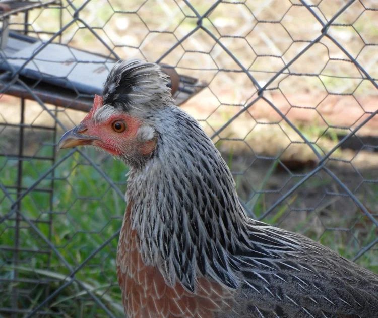 Ginn Grey Toppy | Pinnon Hatch Farms