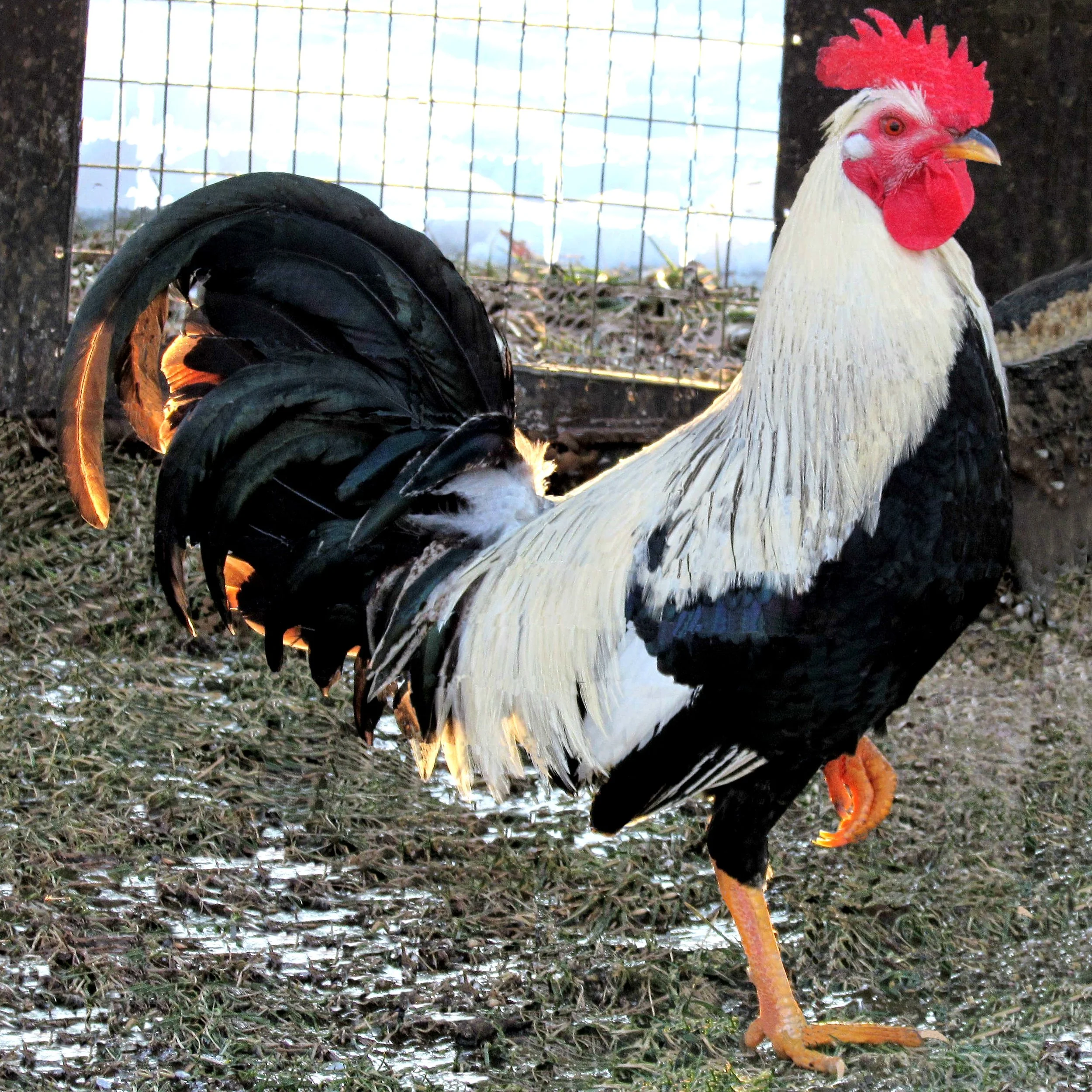 Birds For Sale | Breeds From Pinnon Hatch Farms | Yellow Leg Hatch ...