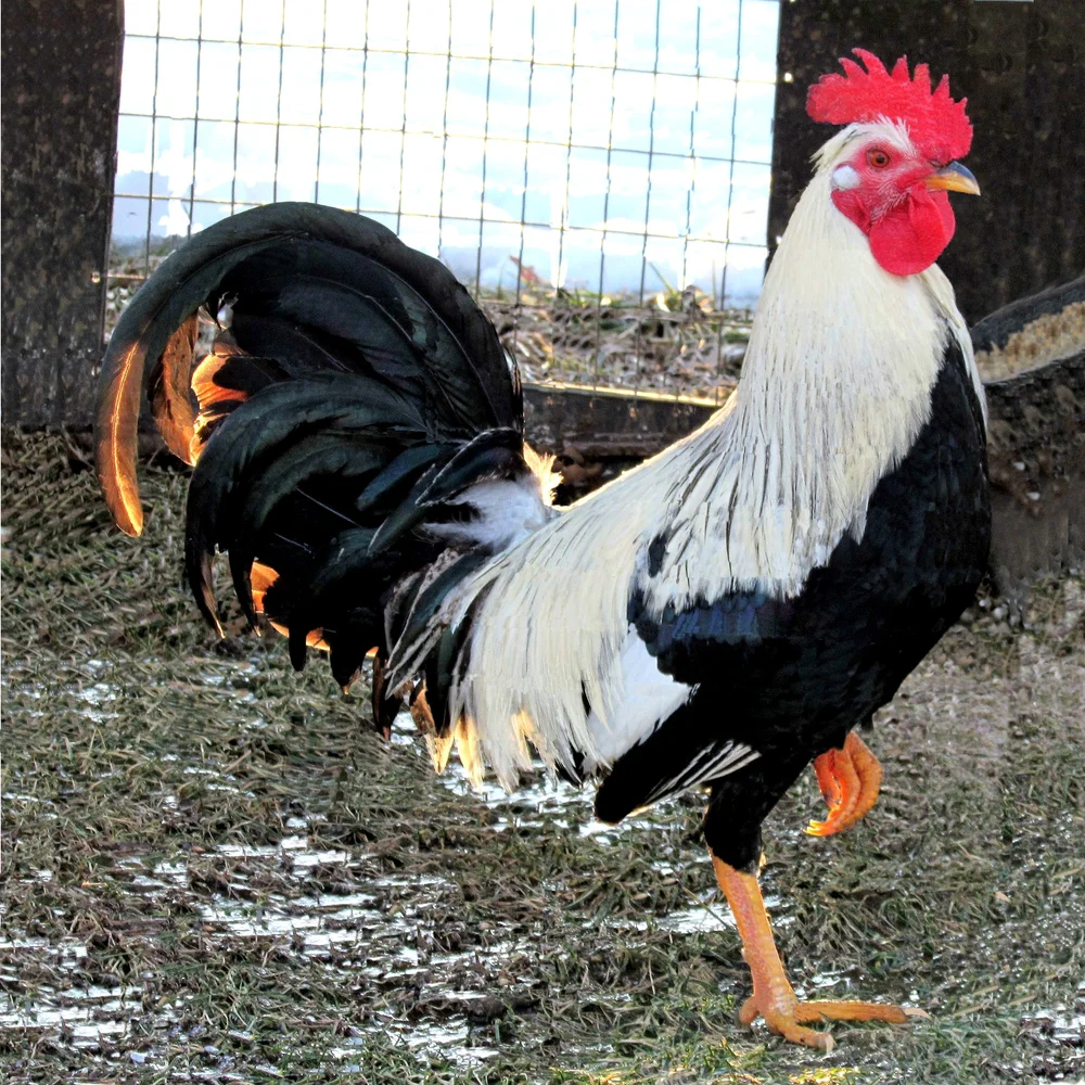 Black Gamefowl Breeds