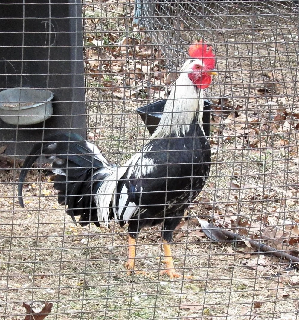 Ginn Grey Toppy | Pinnon Hatch Farms