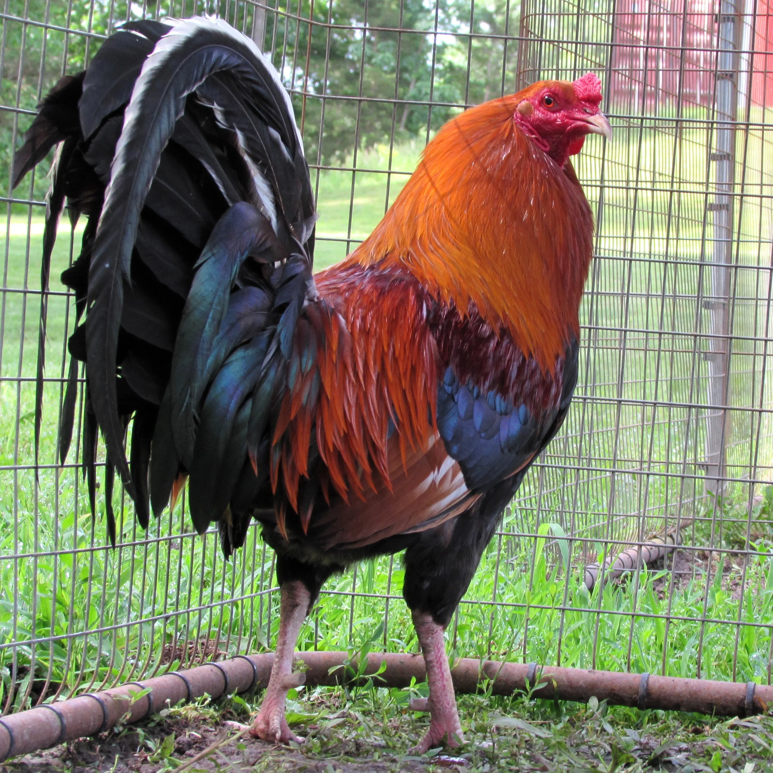 Lacy Roundhead | Pinnon Hatch Farms