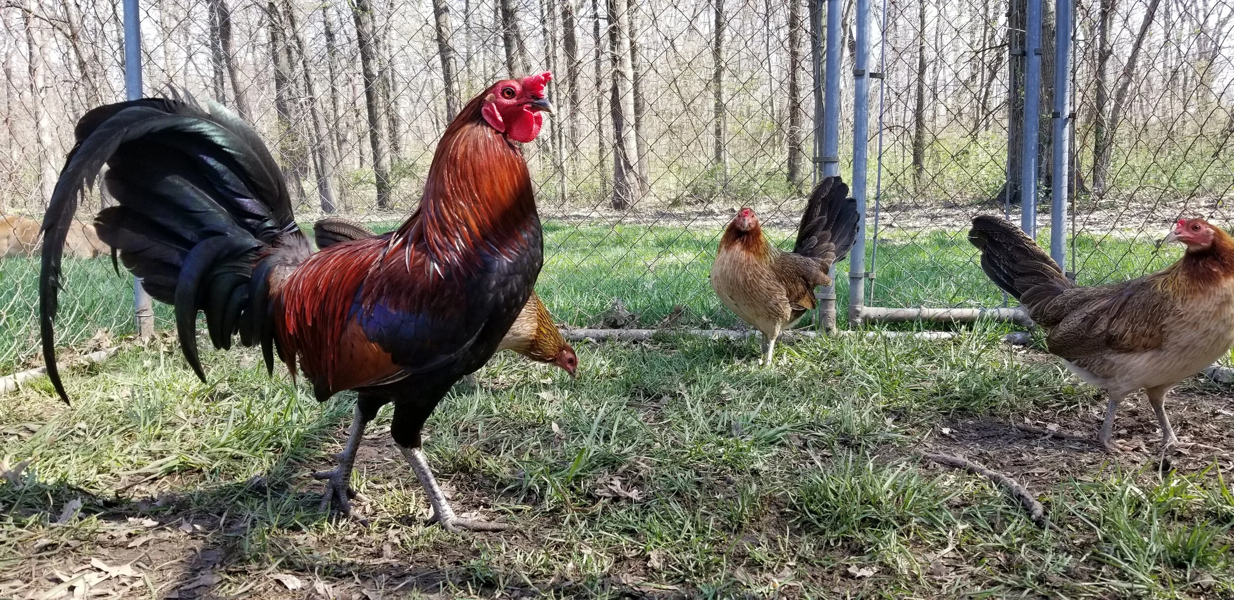 Rat Graves Leiper | Pinnon Hatch Farms