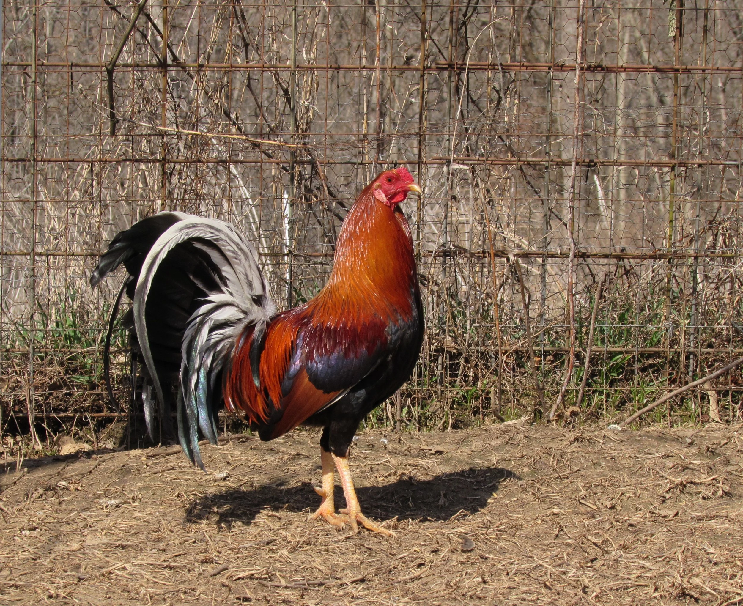 Yellow Leg Pea Comb Hatch | Pinnon Hatch Farms