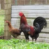 Rat Graves Leiper | Pinnon Hatch Farms