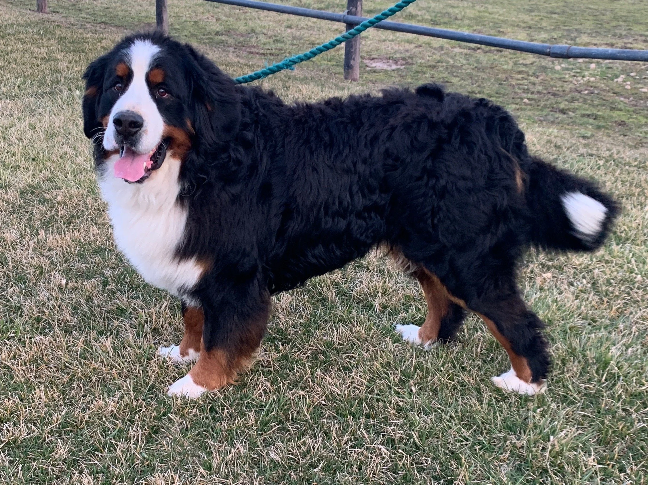 Bernese Mountain Dog Puppies for Sale — Blackwood Acres Kennels ...